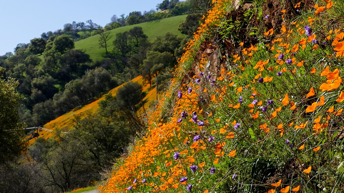 8 Scenic High Sierra Wildflowers Hiking Opportunities This Spring