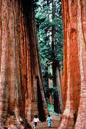 trees and kids_VisitVisalia - High Sierra Visitors Council