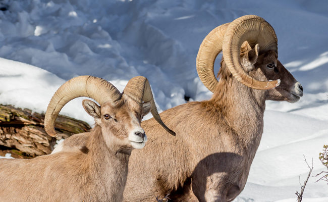 See The West How It Should Be - By Horseback Riding In The High Sierra